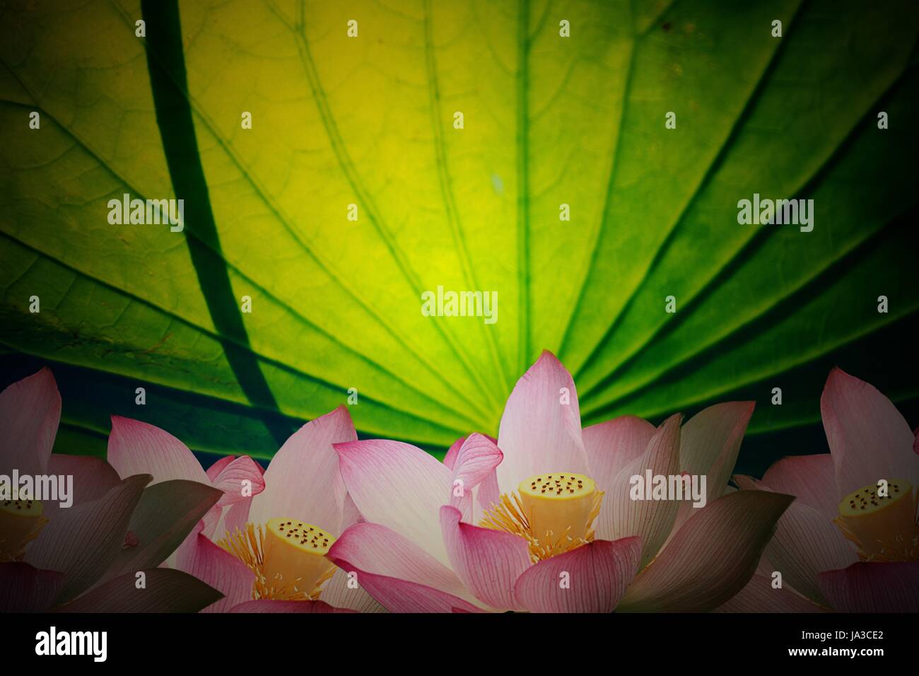 flower,plant,lotus,lotus flower,pink,nature,lotus blossom,lotus ...