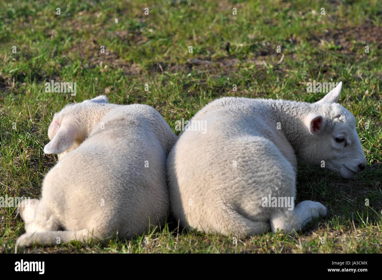 sheep, setting sun, lamb, evening, skin, tired, setting sun, lambs ...
