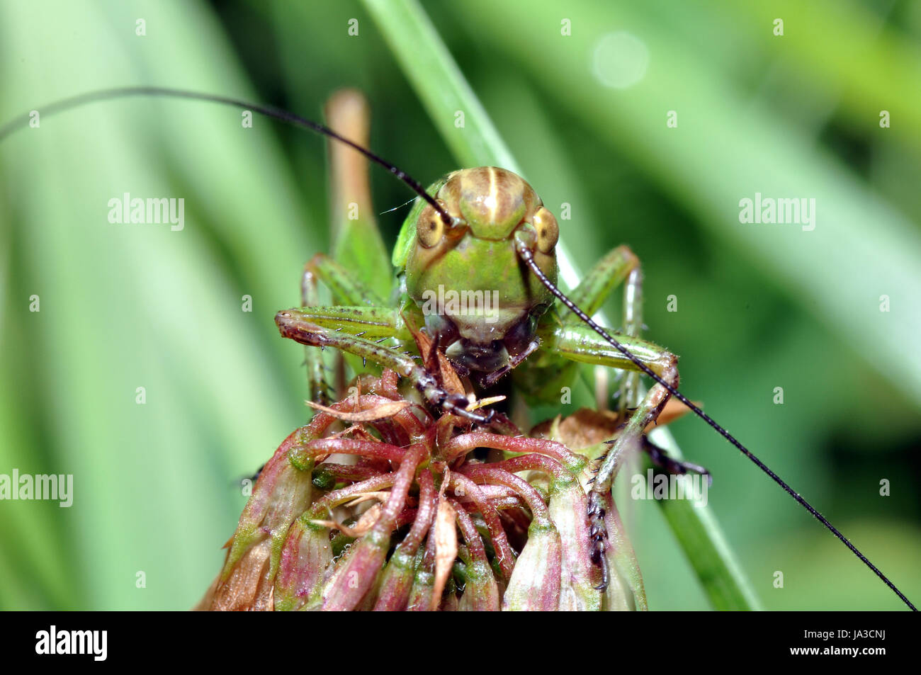 spring, bouncing, bounces, hop, skipping, frisks, jumping, jump ...