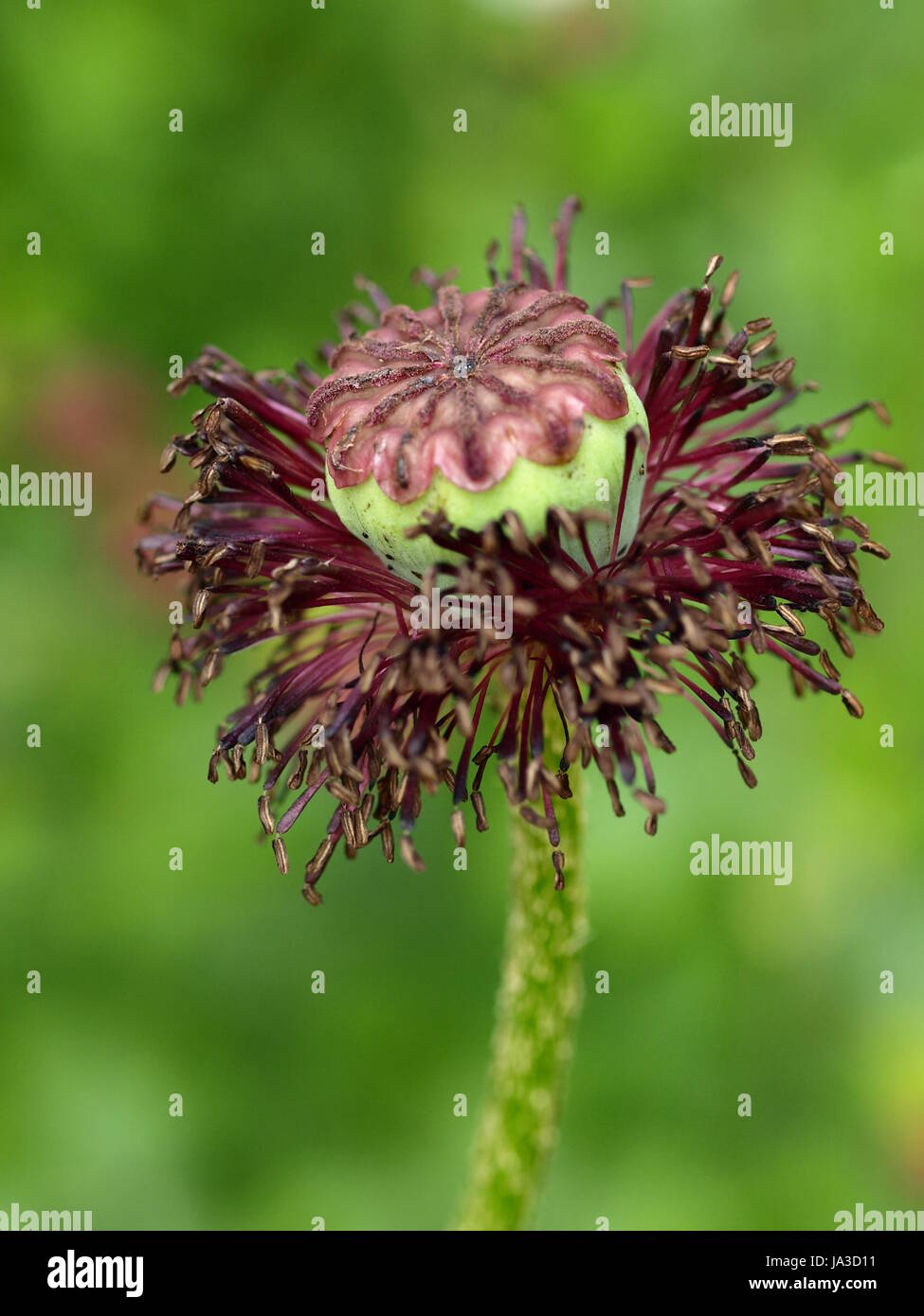 poppy, withers, stamen, seed vessel, ovaries, macro, close-up, macro ...
