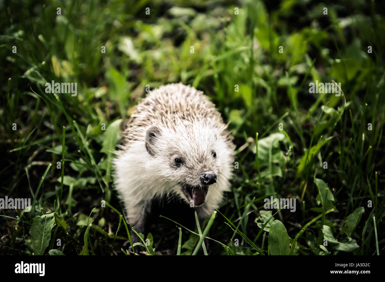 park, garden, animal, hedgehog, thorn, spine, meadow, grass, lawn ...