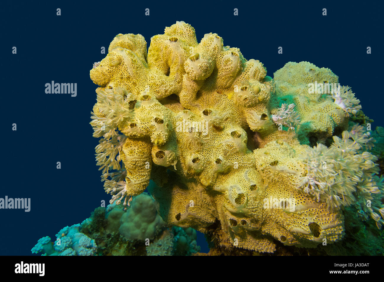 coral reef with great yellow sea sponge at the bottom of tropical sea ...