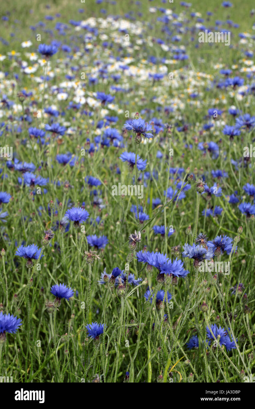 flower, flowers, plant, flower meadow, corn field, grain field ...