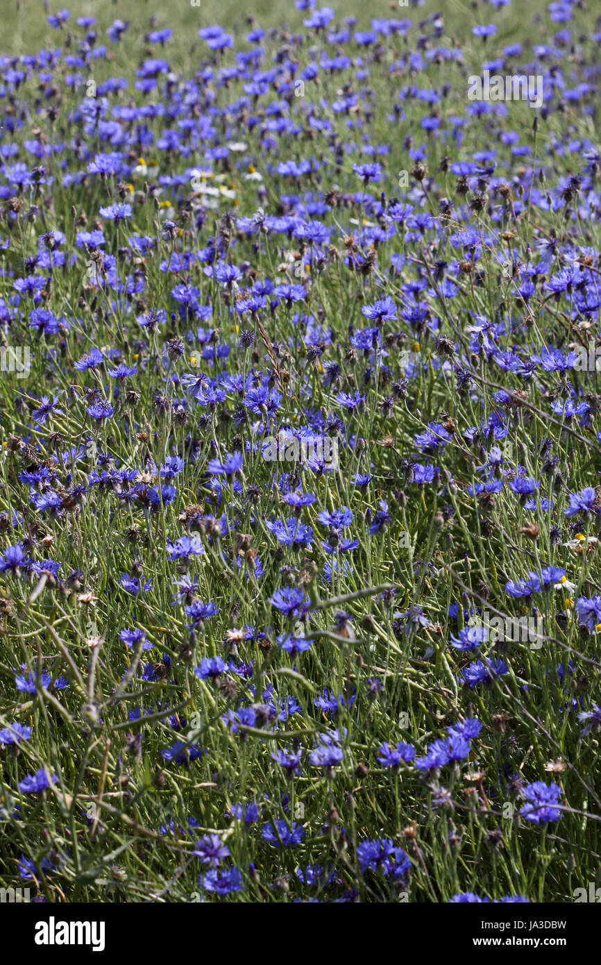 flower, flowers, plant, flower meadow, corn field, grain field ...