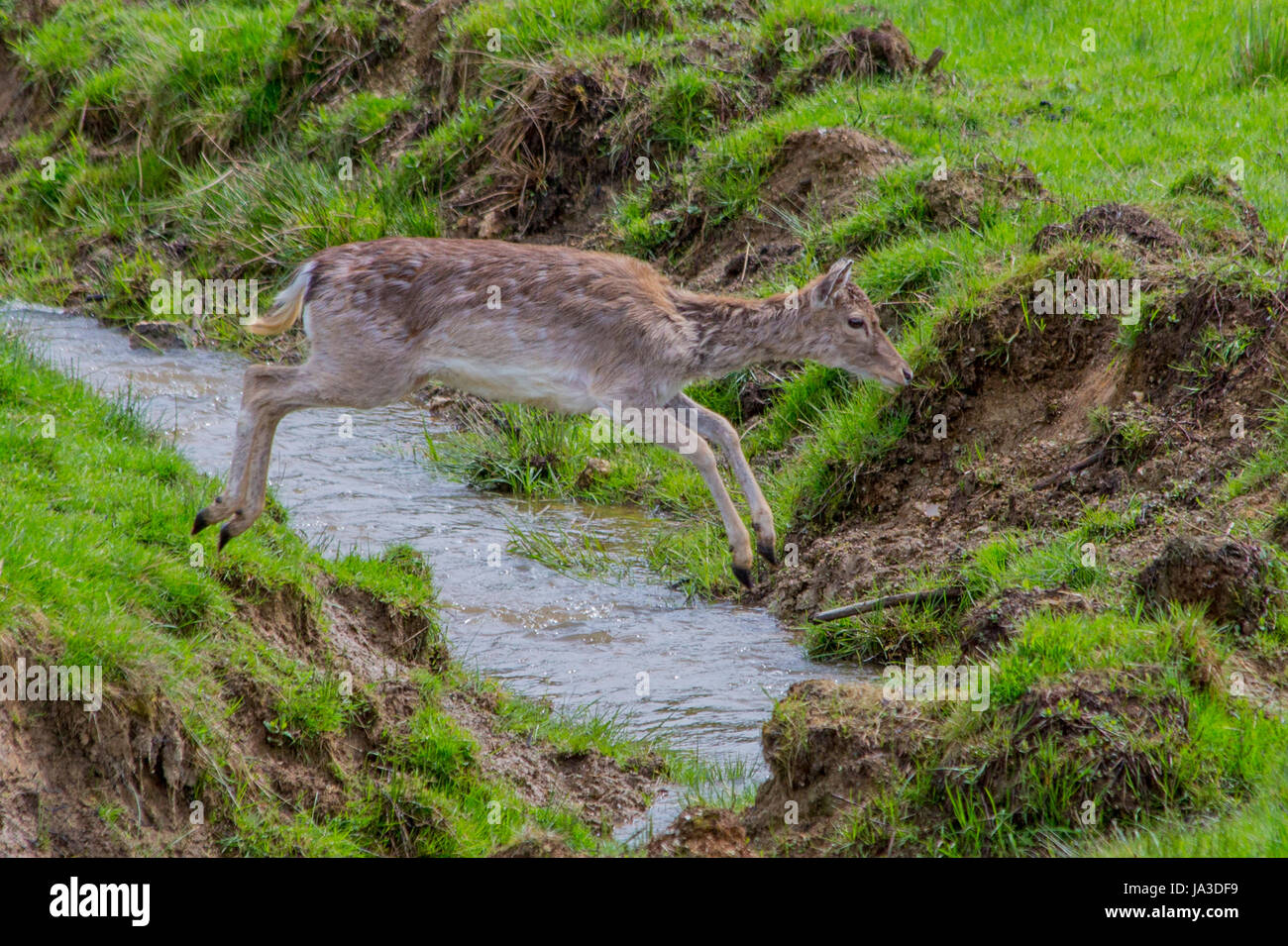 reindeer, roe, hart, stag, reindeer, roe, hart, stag, ren, muffeltier ...