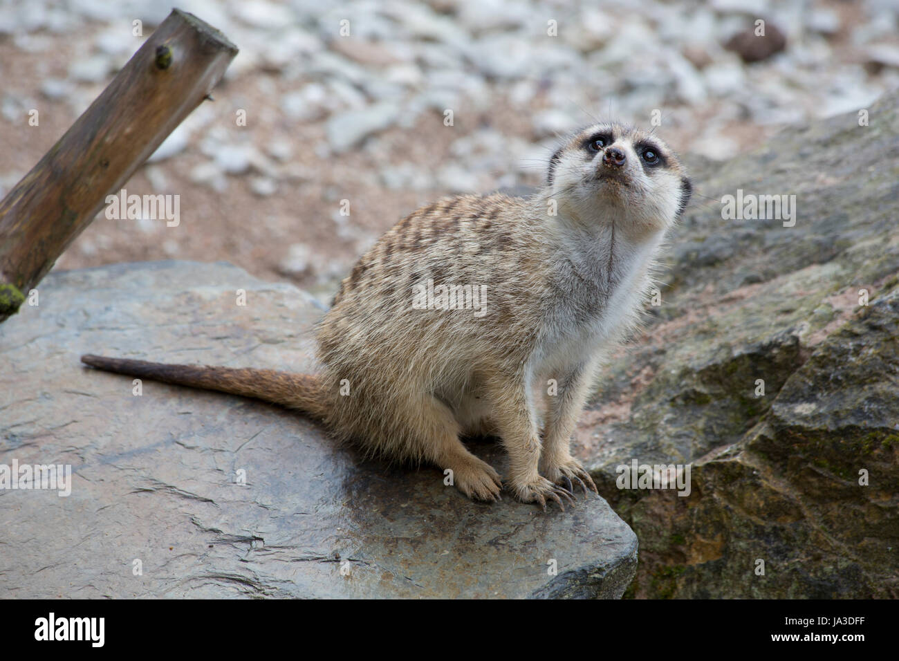 rodent, mongoose, meerkat, meerkats, rodent, mongoose, meerkat ...