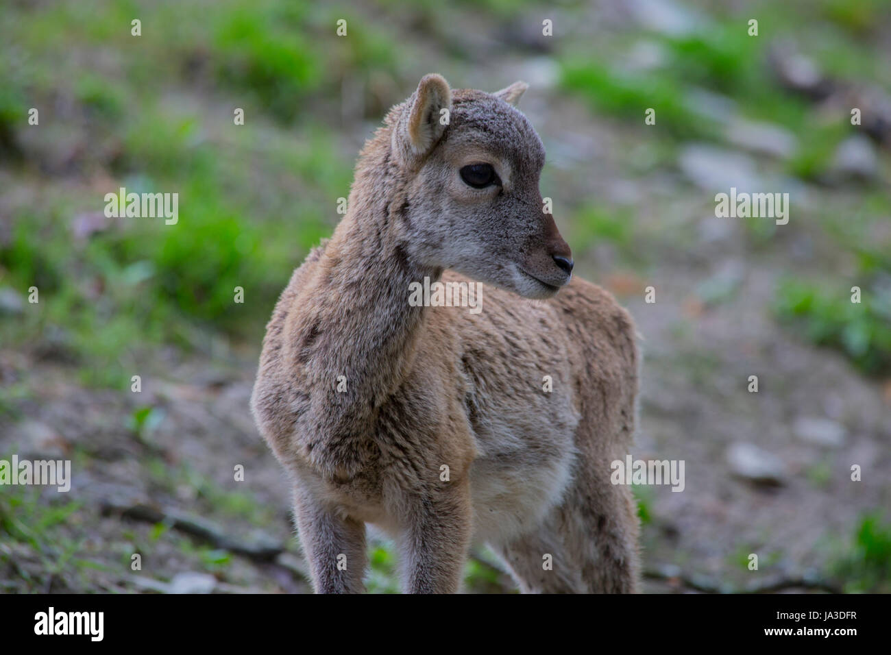 reindeer, roe, hart, stag, reindeer, roe, hart, stag, ren, muffeltier ...