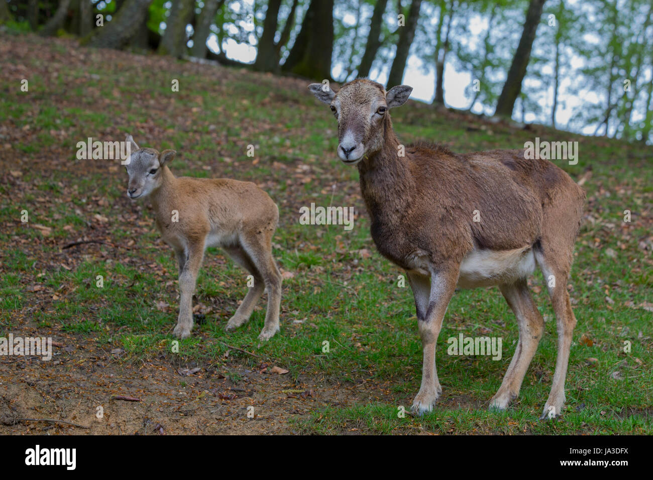 reindeer, roe, hart, stag, reindeer, roe, hart, stag, ren, muffeltier ...