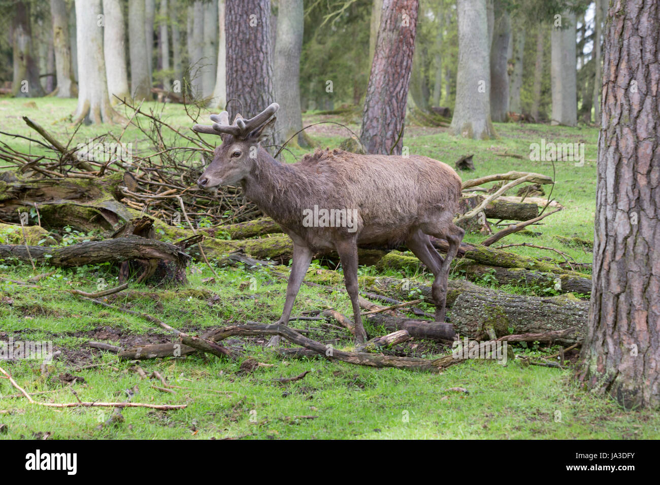 reindeer, roe, hart, stag, reindeer, roe, hart, stag, ren, muffeltier ...