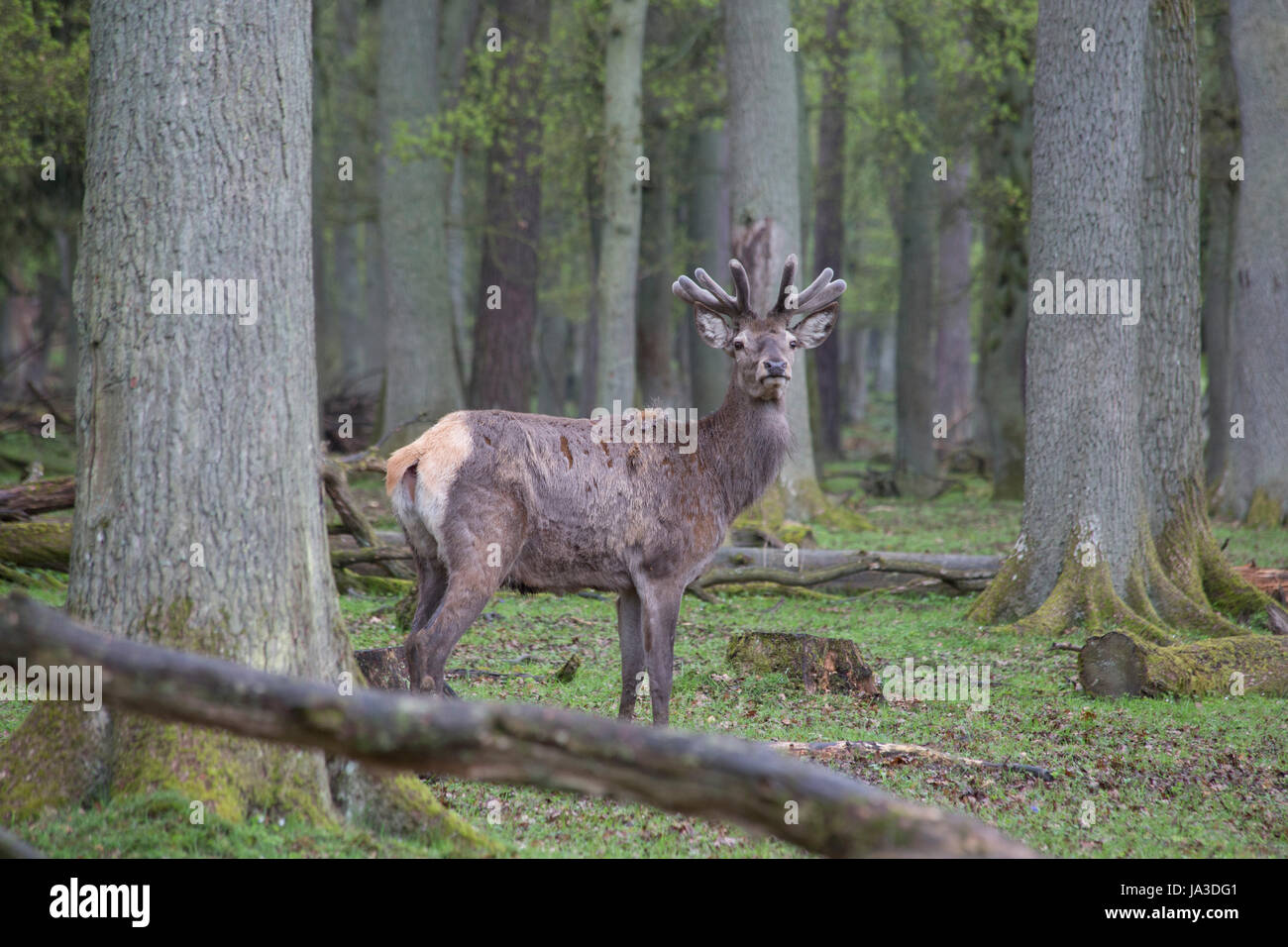 reindeer, roe, hart, stag, reindeer, roe, hart, stag, ren, muffeltier ...