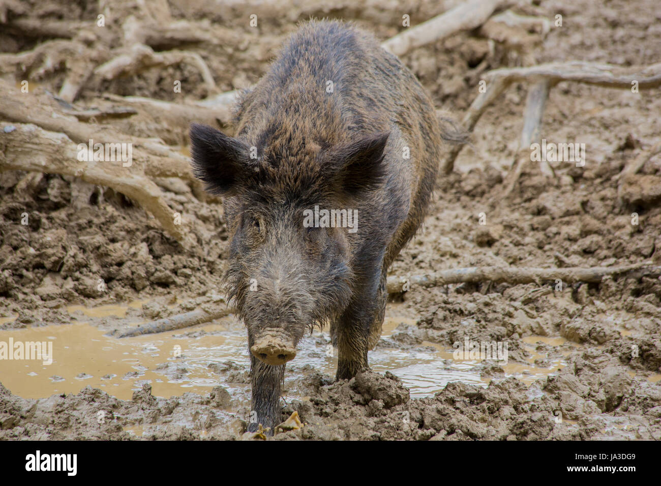 wild boar, pig, boar, rout, wild boar, pig, boar, rout ...
