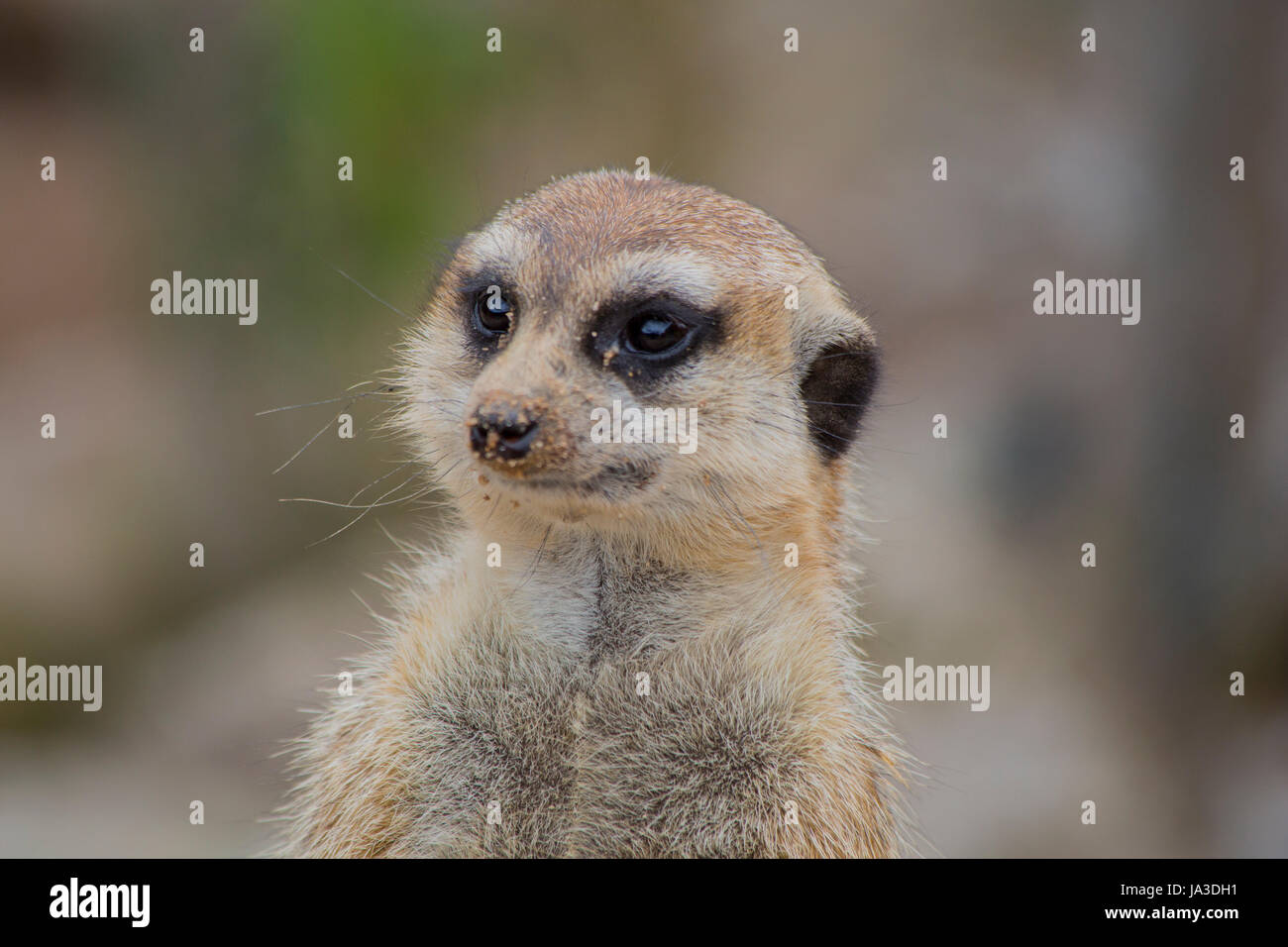 rodent, mongoose, meerkat, meerkats, rodent, mongoose, meerkat ...