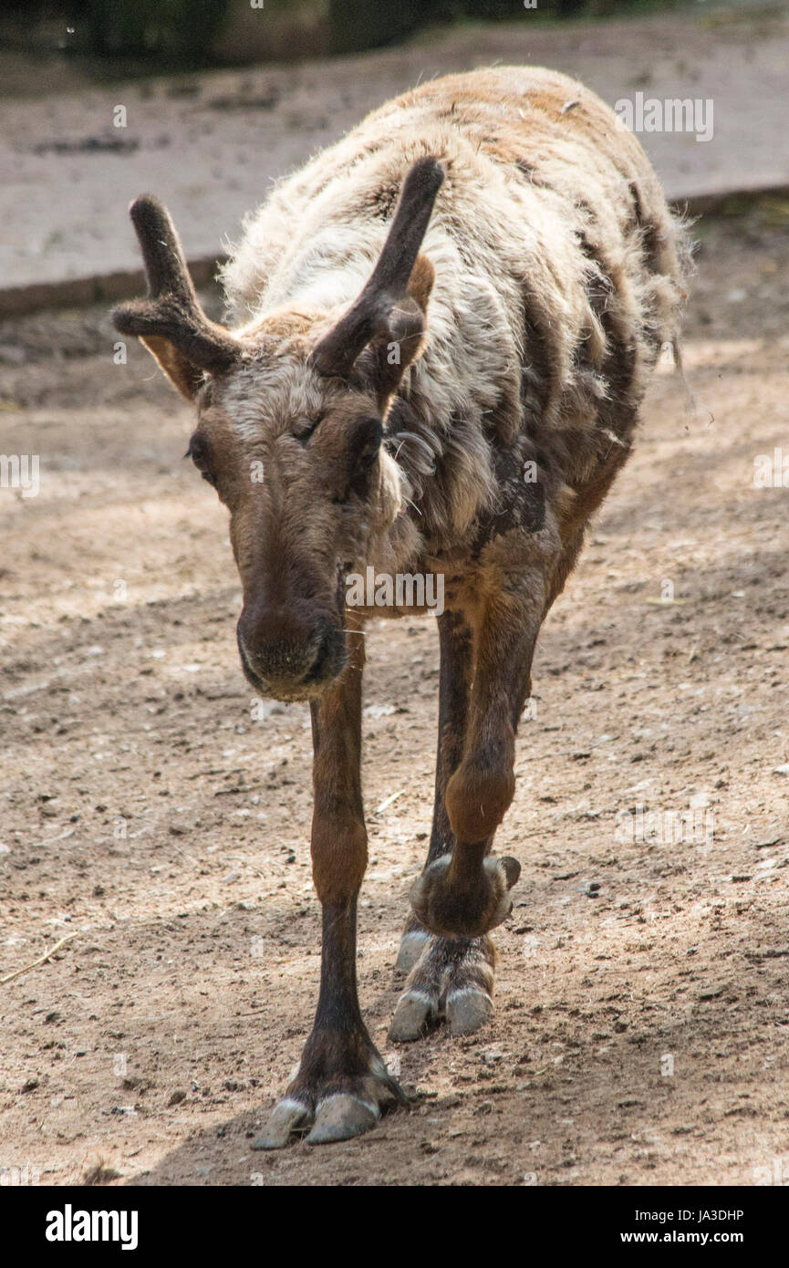 reindeer, roe, hart, stag, reindeer, roe, hart, stag, ren, muffeltier ...
