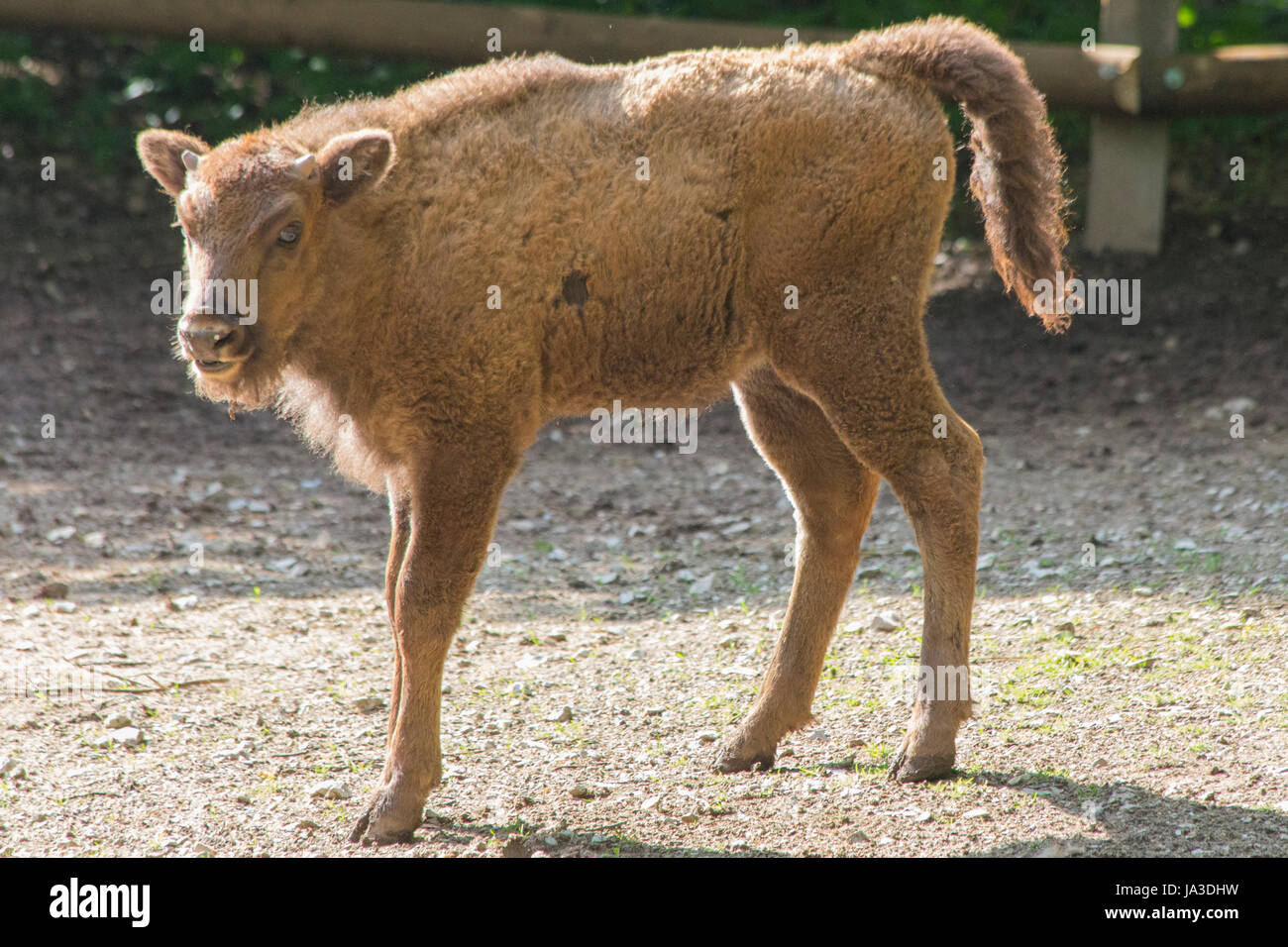 bison, bison, wisent, wisentbaby, wisentbulle, bisonbaby, bisonbulle ...