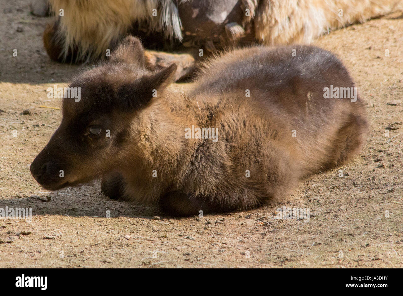 reindeer, roe, hart, stag, reindeer, roe, hart, stag, ren, muffeltier ...