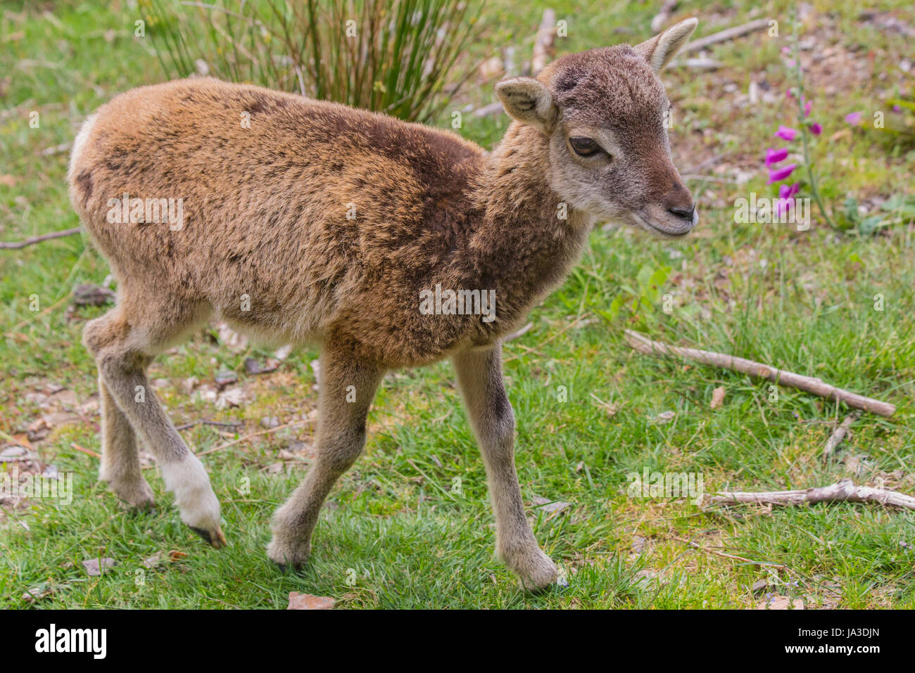 reindeer, roe, hart, stag, reindeer, roe, hart, stag, ren, muffeltier ...