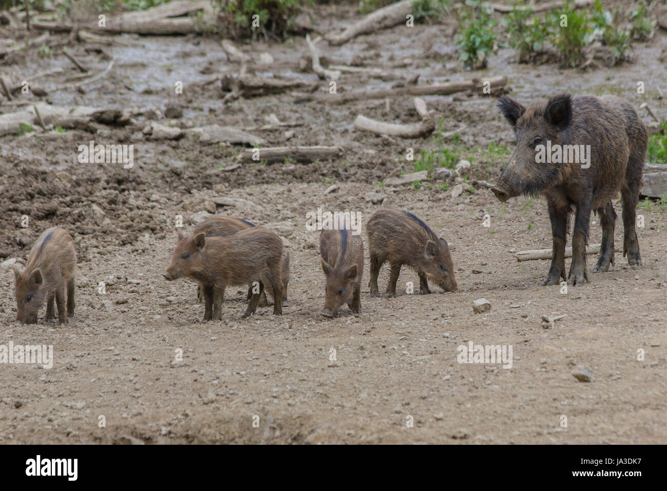 wild boar, pig, boar, rout, wild boar, pig, boar, rout ...