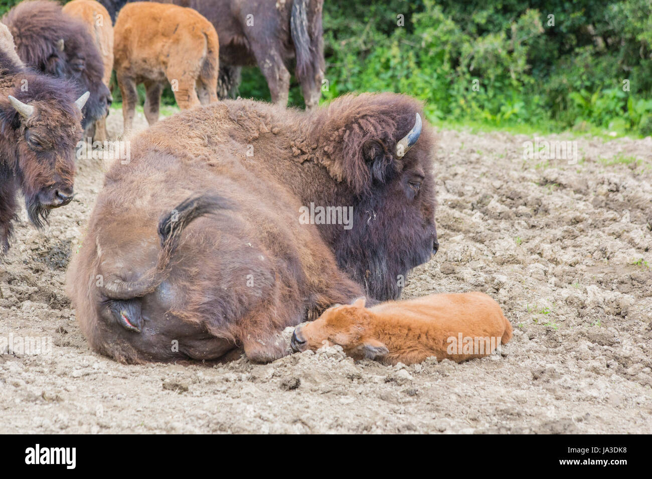 bison, bison, wisent, wisentbaby, wisentbulle, bisonbaby, bisonbulle ...