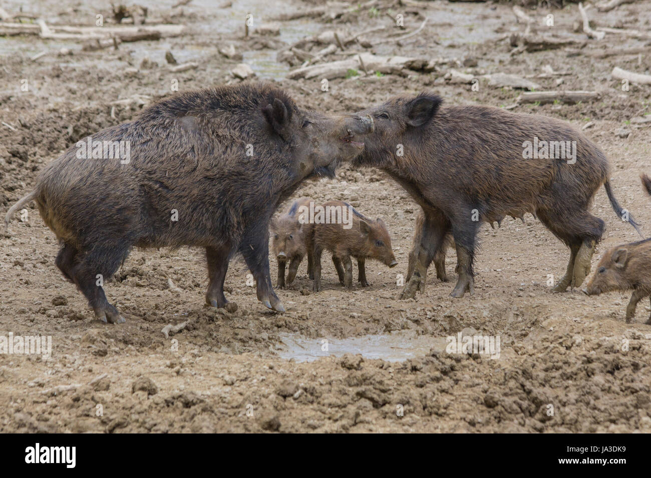 wild boar, pig, boar, rout, wild boar, pig, boar, rout ...