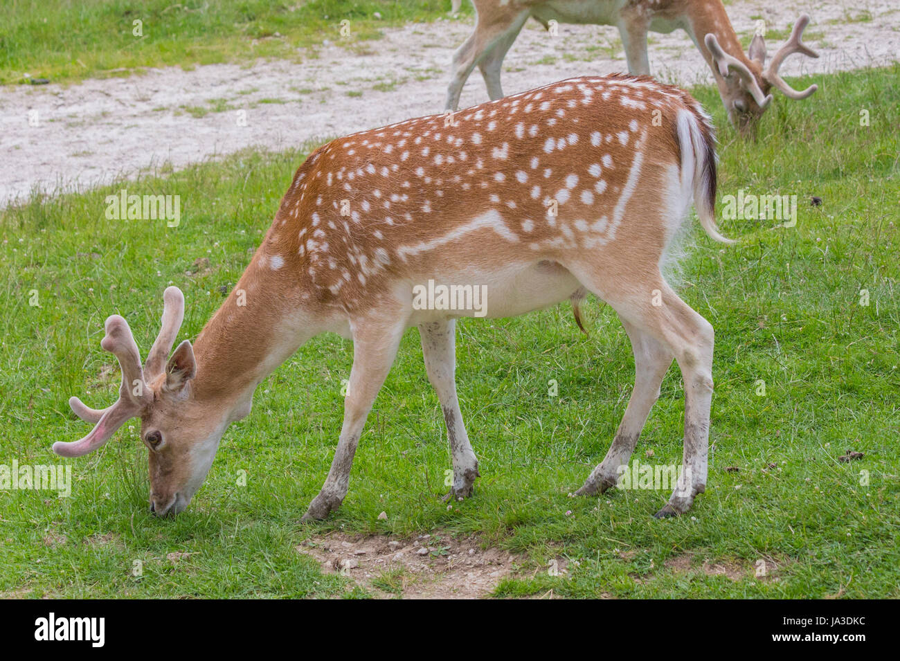 reindeer, roe, hart, stag, reindeer, roe, hart, stag, ren, muffeltier ...