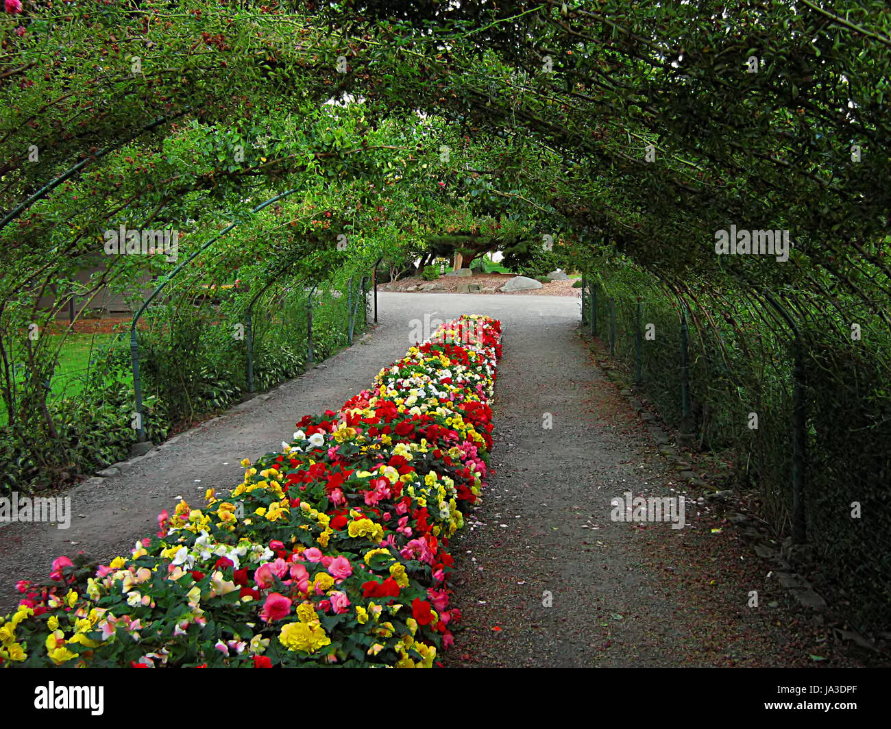 blue, colour, tree, park, garden, flower, plant, bloom, blossom ...