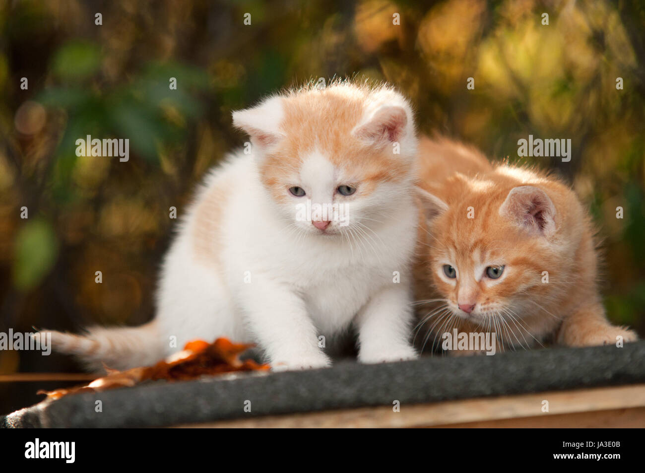 animals, cub, baby, cat baby, kitten, maddening, pert, coquettish, cute ...