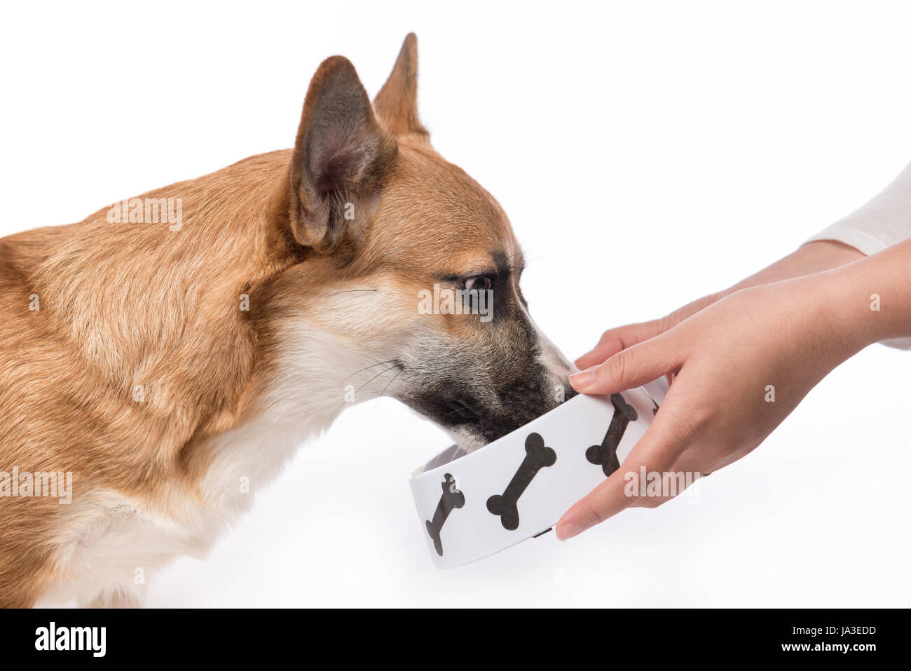 Cute dog eating food. Feeding hungry pembroke corgi Stock Photo - Alamy