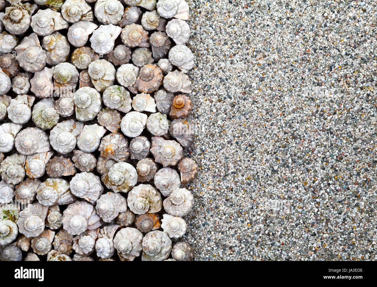 beach, seaside, the beach, seashore, shell, navy, marine, salt water ...