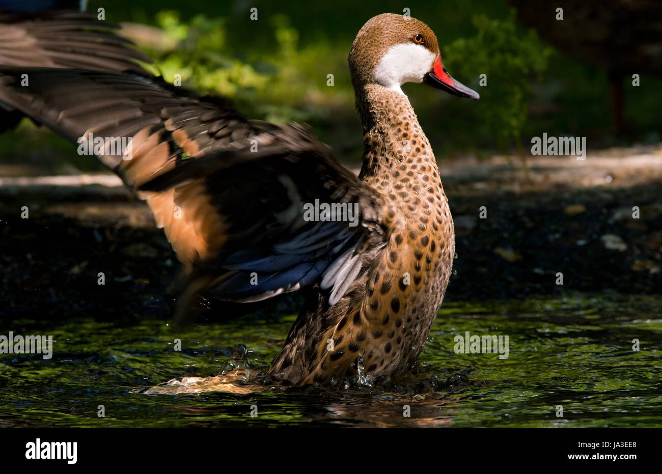 bahama duck on the water in the cleaning feathers Stock Photo - Alamy
