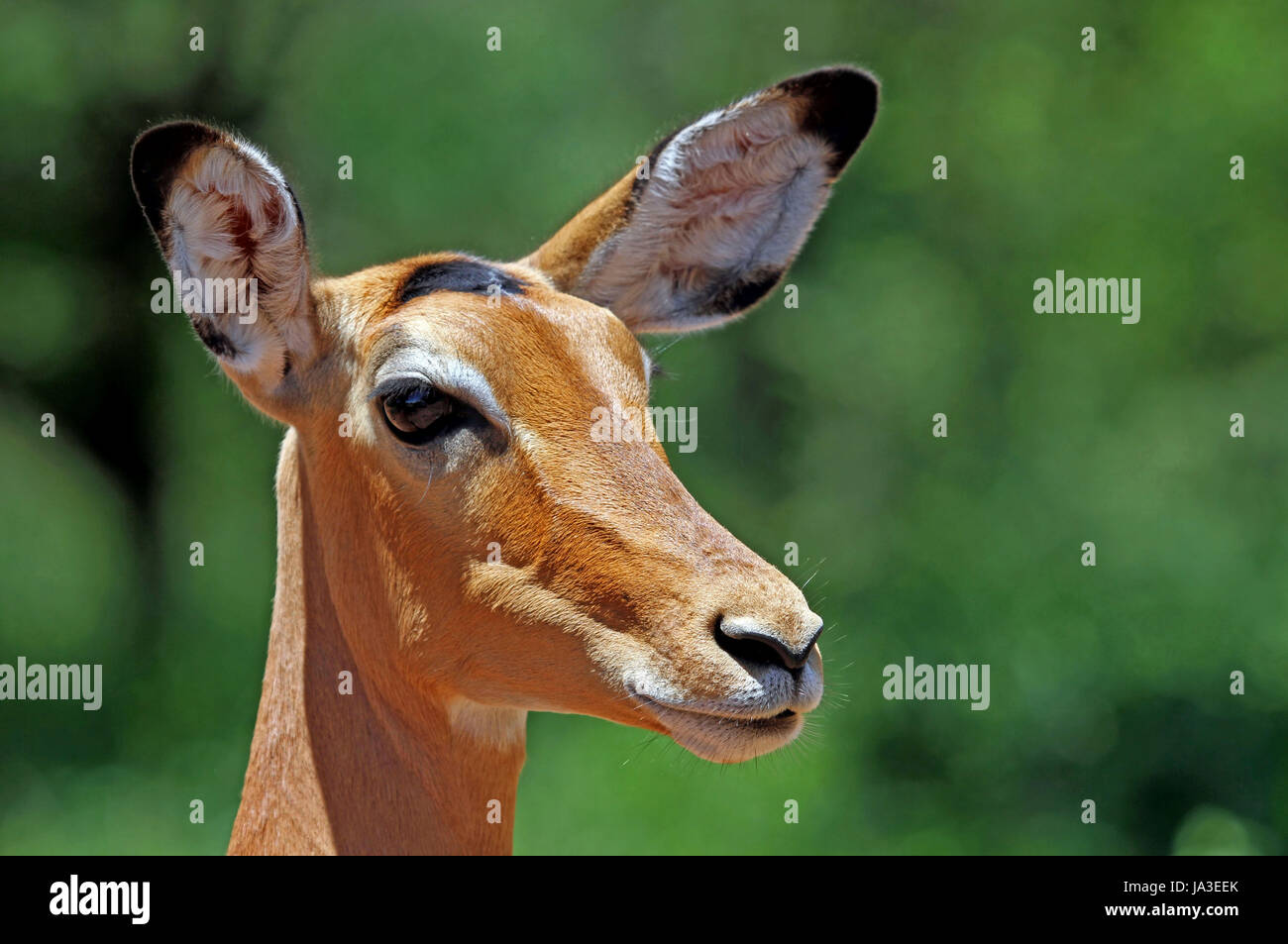 Types Of Gazelle