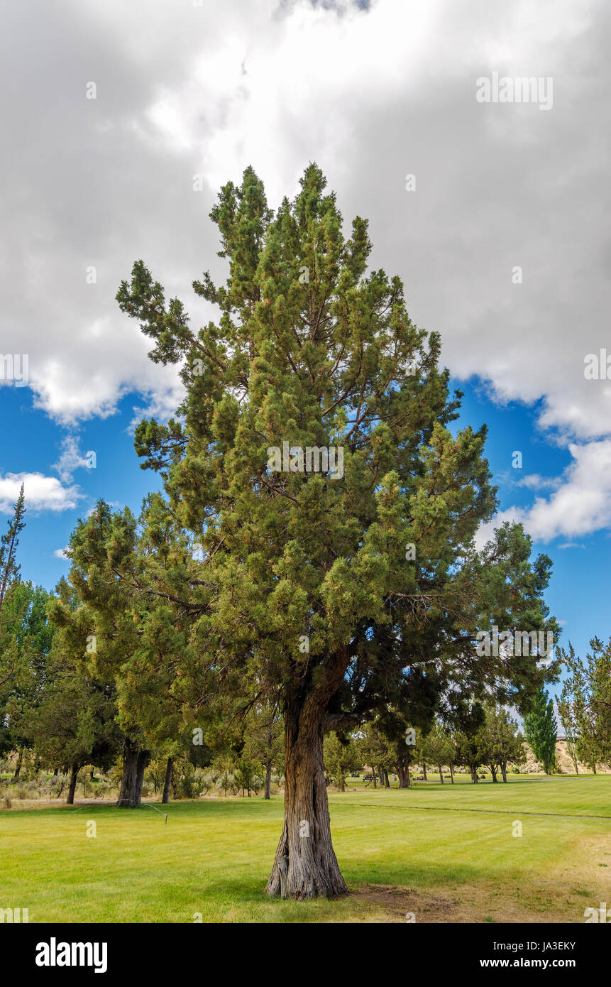 tree, trees, landscape, scenery, countryside, nature, forest, blue ...