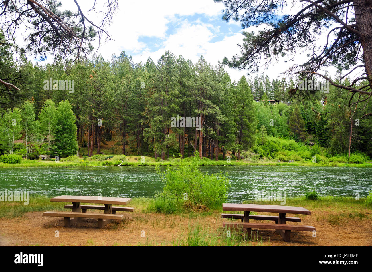 tree, trees, landscape, scenery, countryside, nature, forest, travel ...