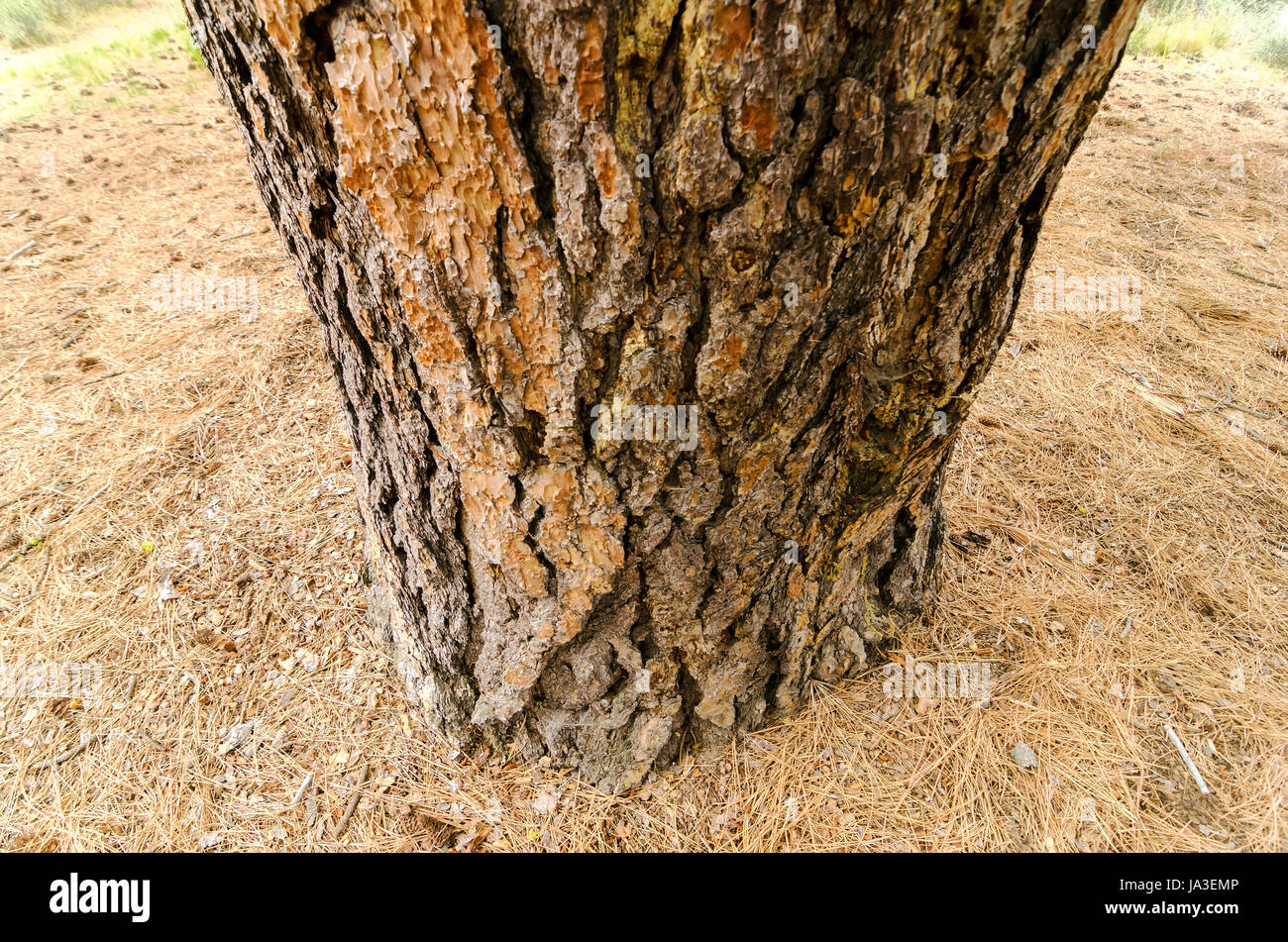 tree, trees, landscape, scenery, countryside, nature, forest, beautiful ...