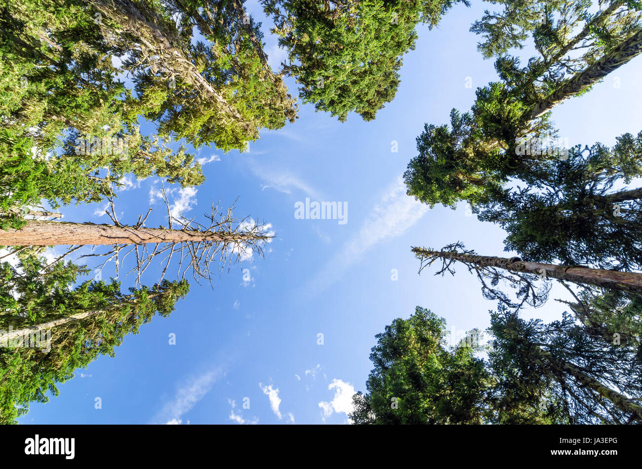 leaf, detail, tree, wood, brown, brownish, brunette, pine, branches ...