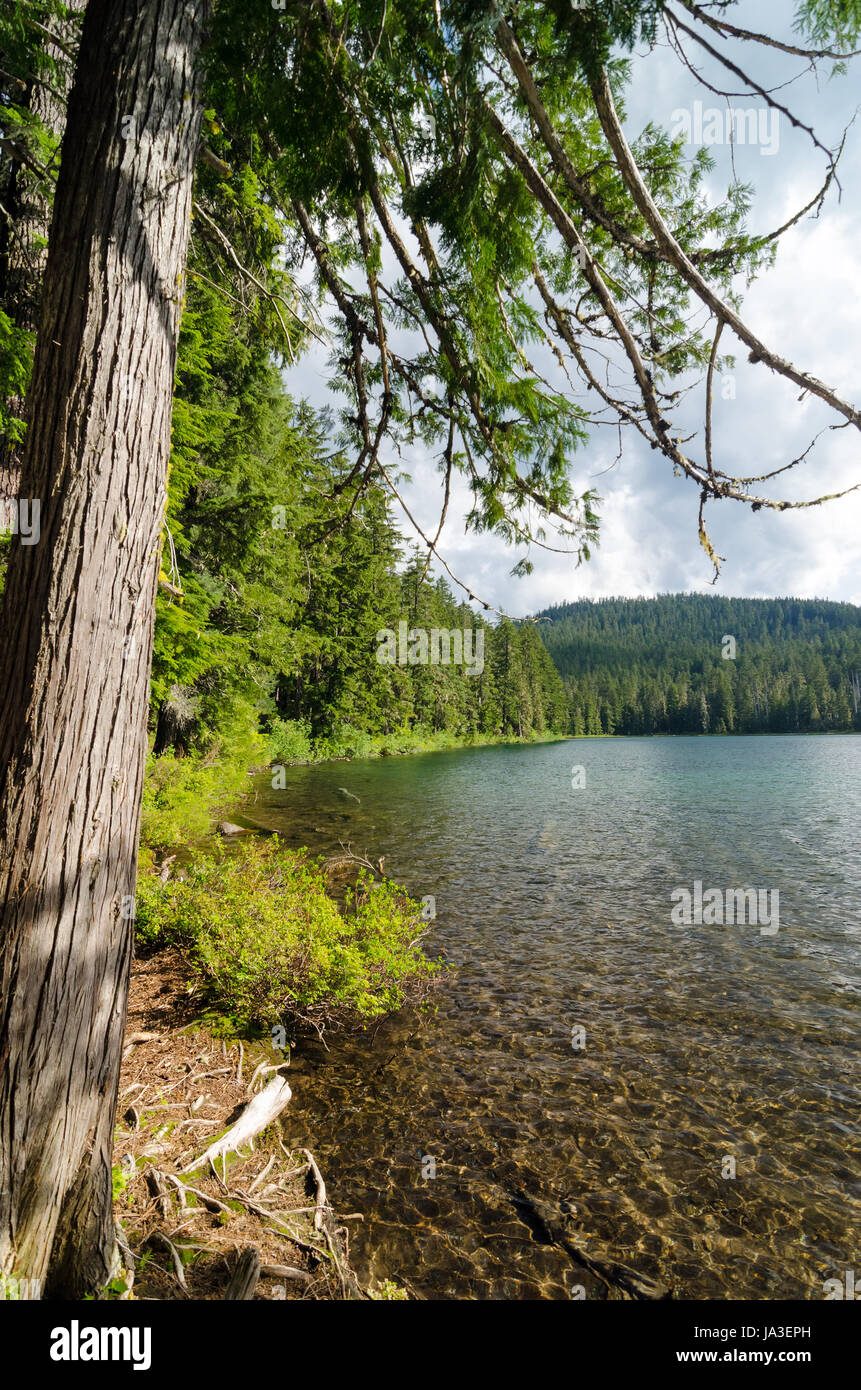 blue, beautiful, beauteously, nice, environment, enviroment, tree ...