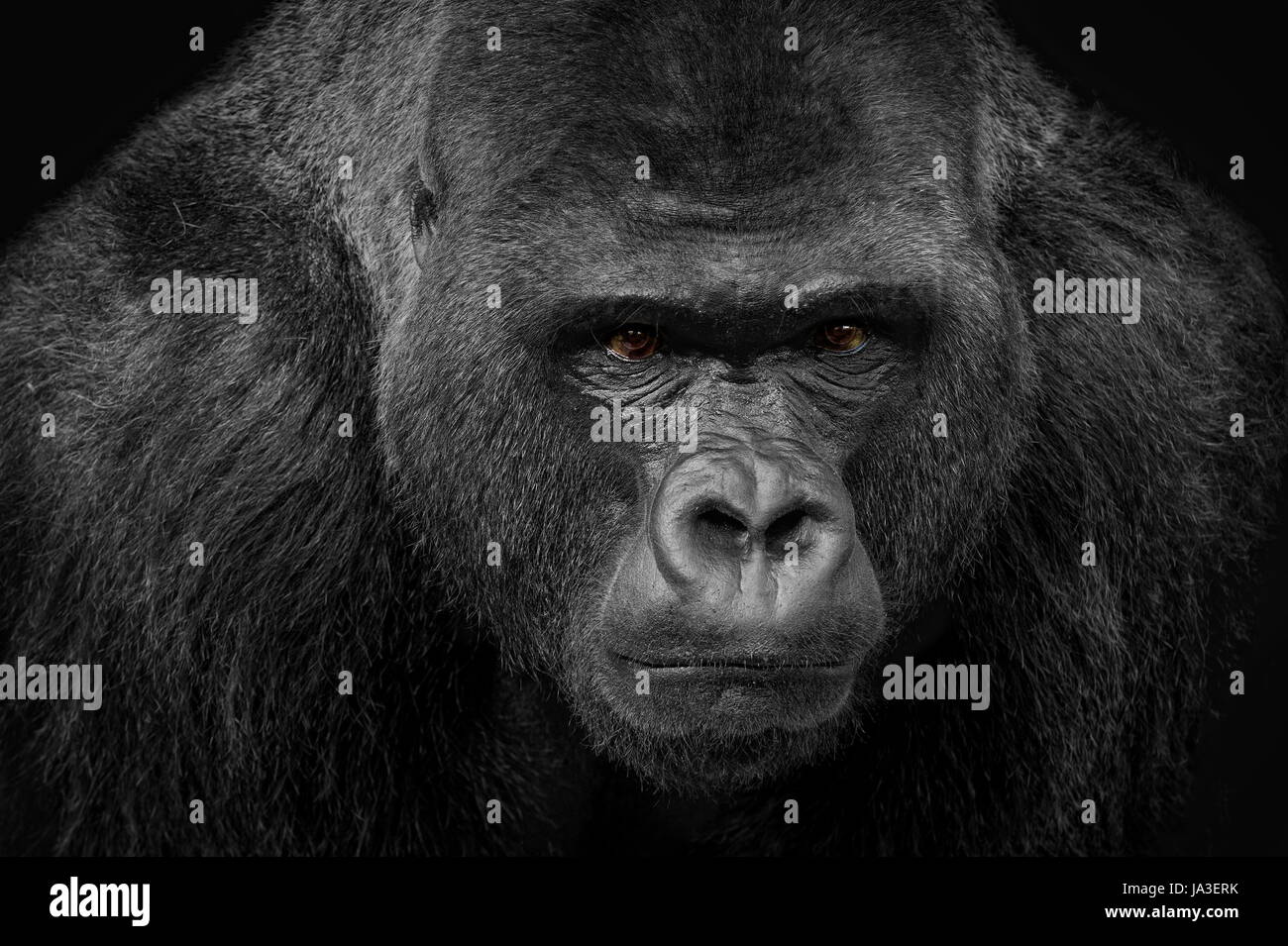 animal, face, portrait, apes, gorilla, primates, head, detail, big ...