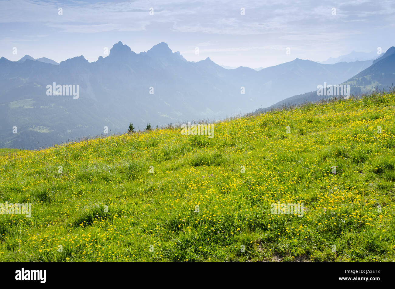 mountains, alps, alp, flower, flowers, plant, blossoms, flower meadow ...