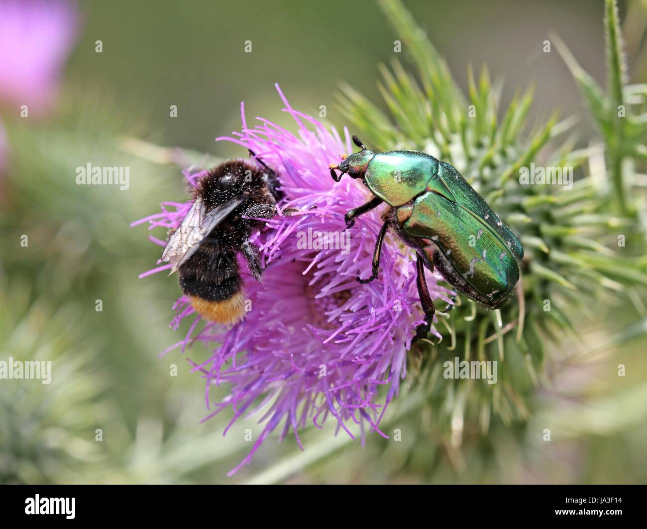 bumblebee, bloom, blossom, flourish, flourishing, beetle, thistle ...