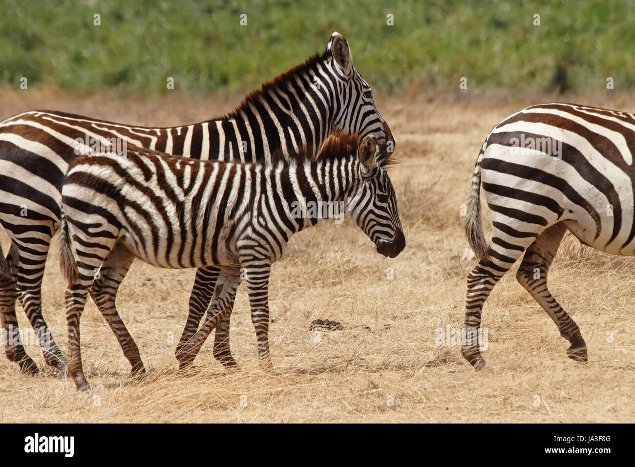 walk, go, going, walking, travel, africa, savannah, black, swarthy ...