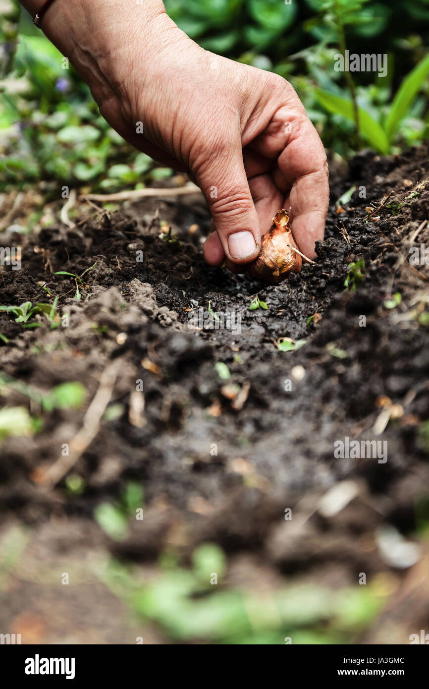 Women's hand sadi in soil-soil flower bulbs. Close-up, Concept of ...