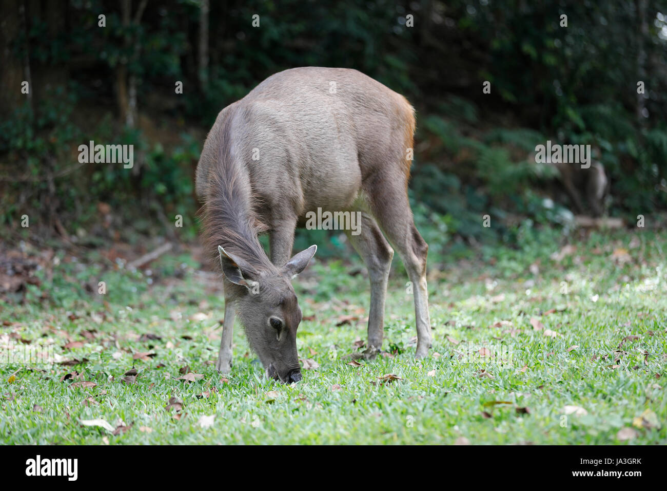 deer eating grass in forest Stock Photo - Alamy