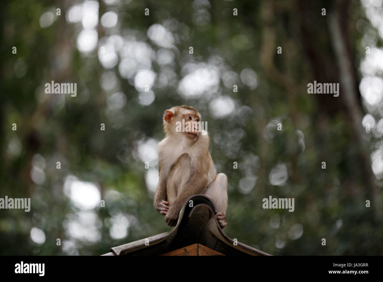 Monkey sitting on roof Stock Photo - Alamy