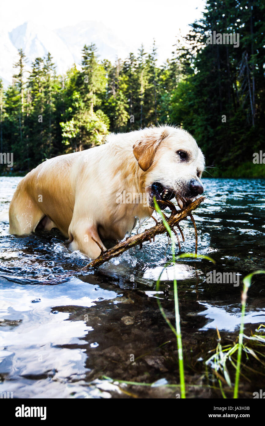 animal, alps, look, glancing, see, view, looking, peeking, looking at ...