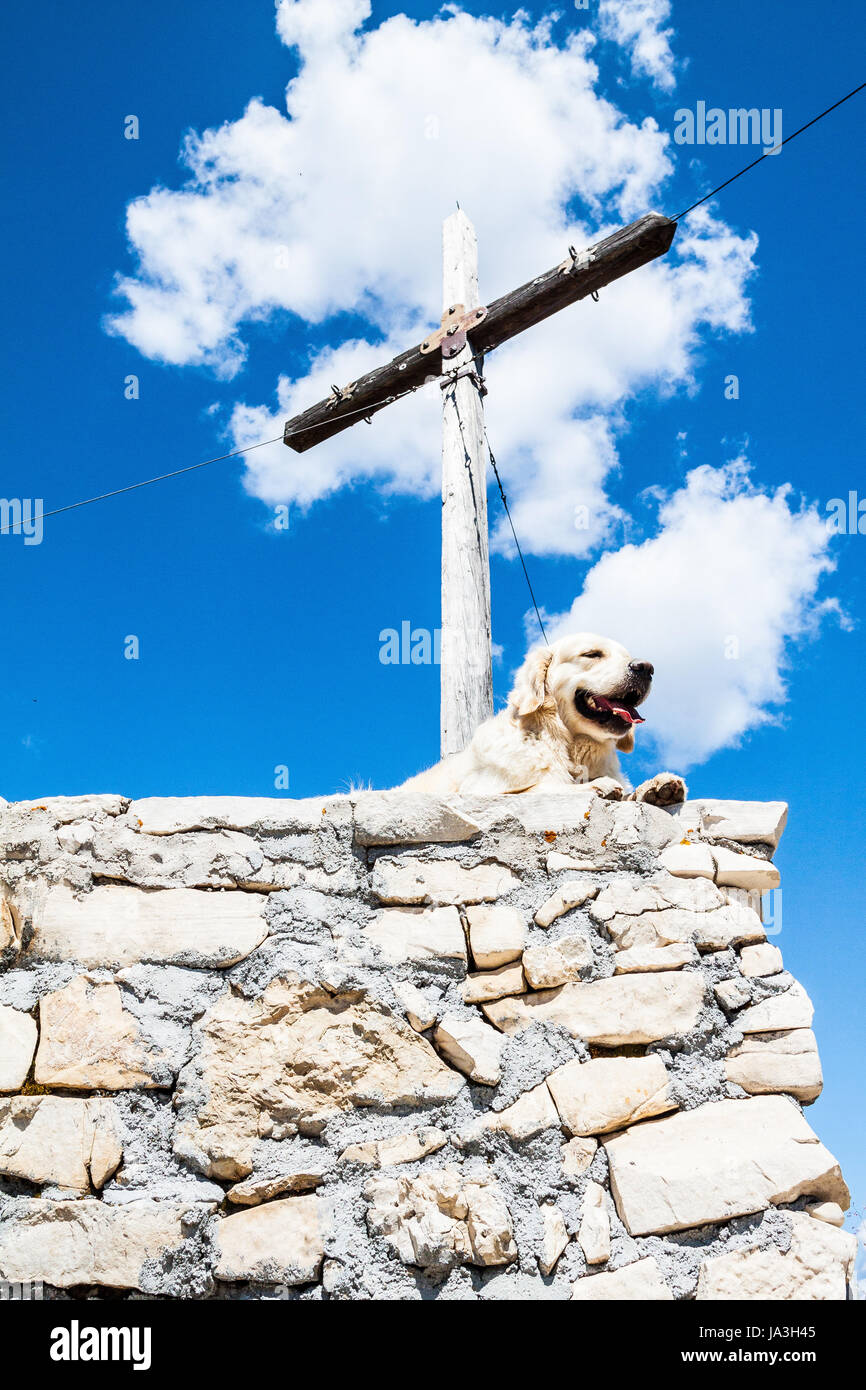 blue, mountains, animal, dolomites, alps, summit, dog, climax, peak ...
