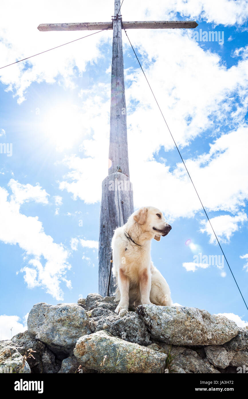 blue, mountains, animal, dolomites, alps, summit, dog, climax, peak ...