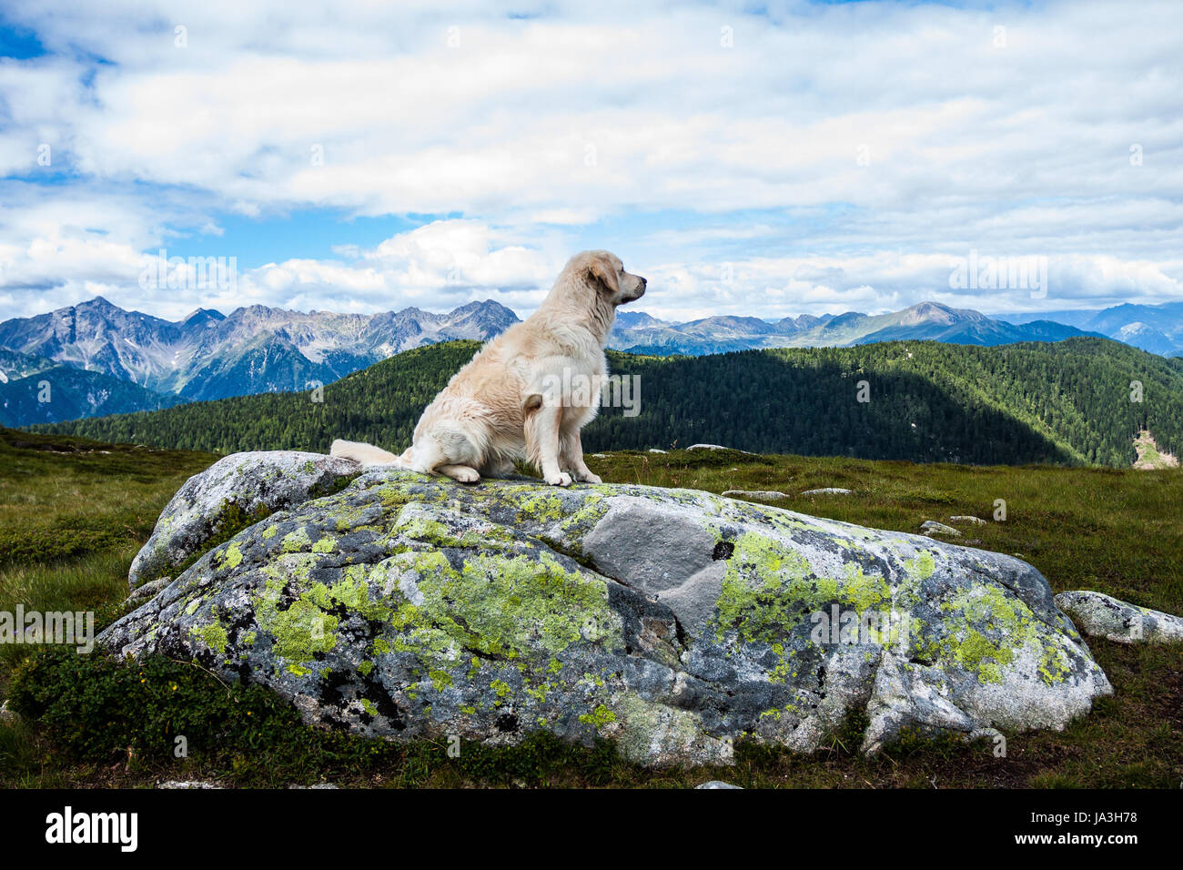 dolomites, alps, mountains, animal, dolomites, alps, rock, dog, put ...