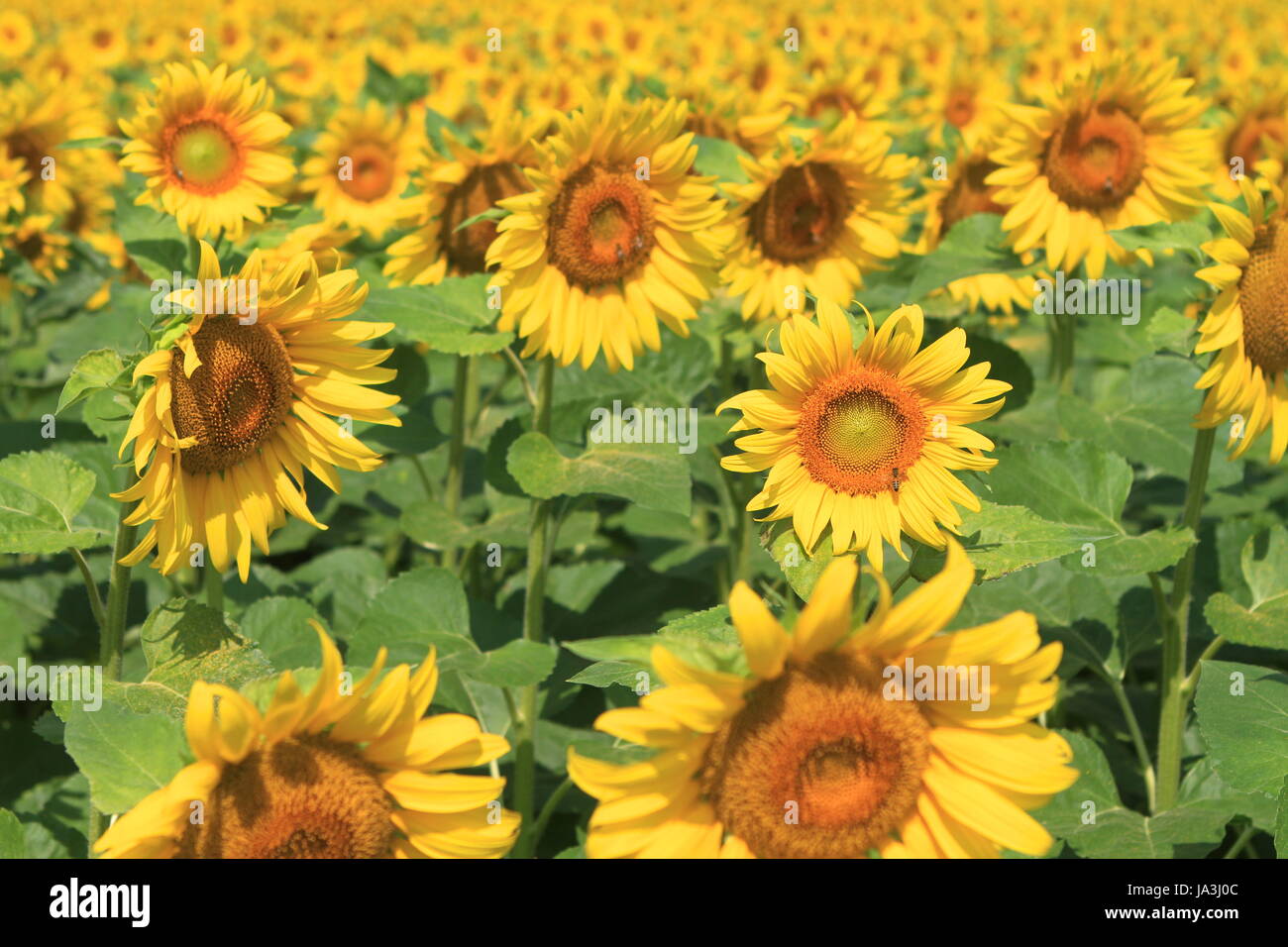 flower, plant, leaves, flora, summer, summerly, sunflower, sunflowers ...