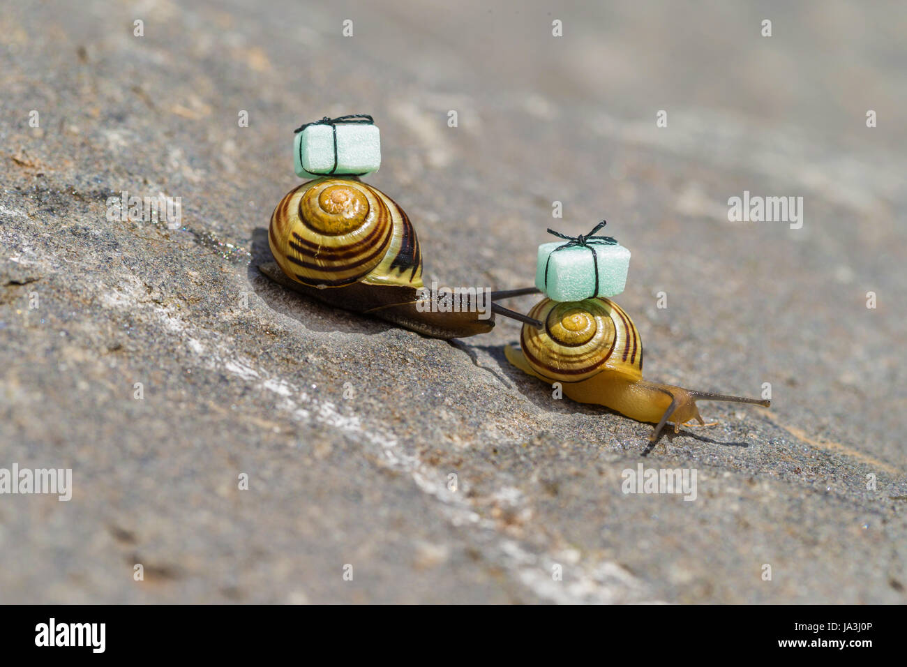 snail, snail shell, mail, post, package, packet, parcel, house ...