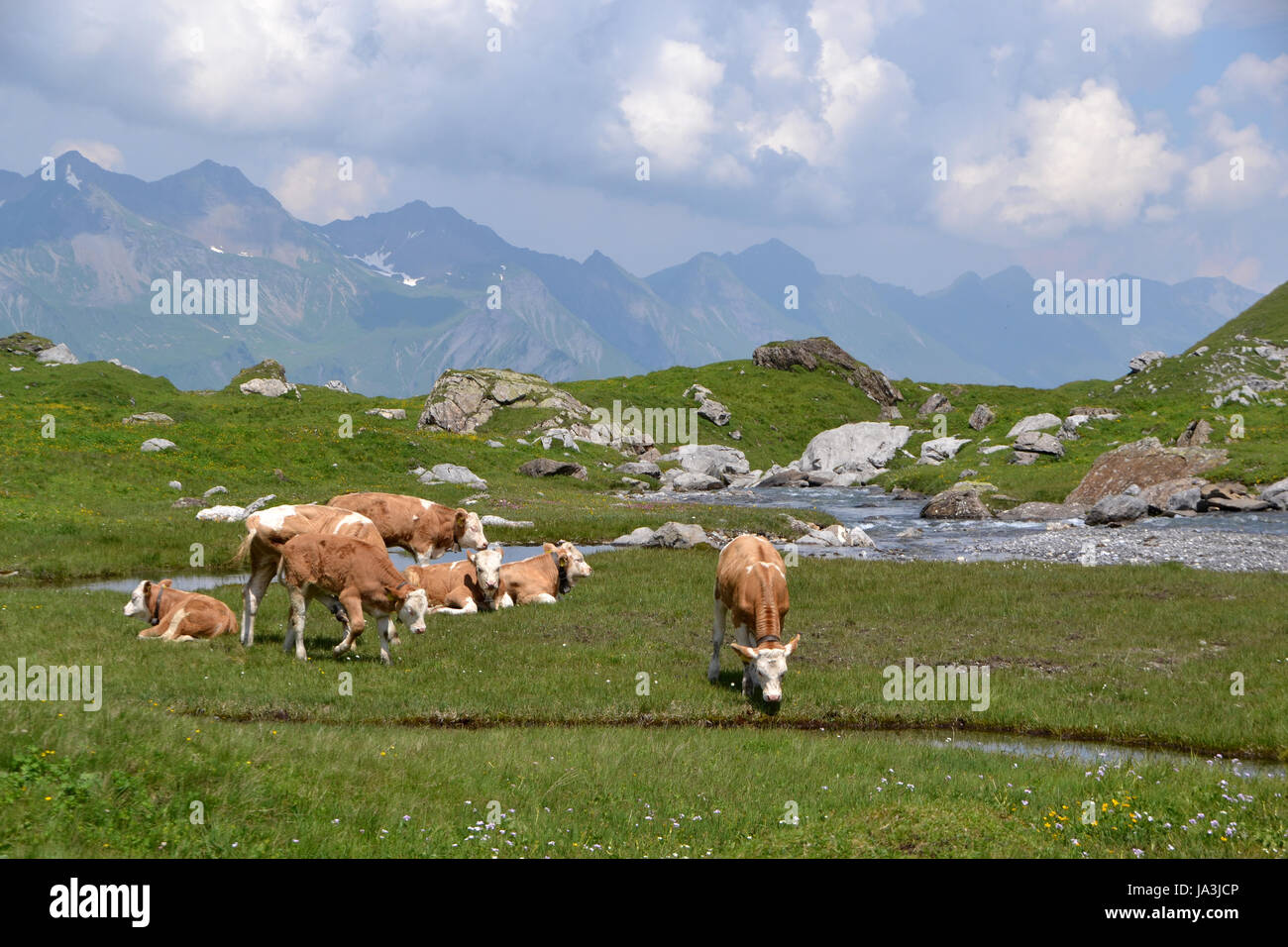 alps, switzerland, cows, cattle, meadow, mountain, blue, mountains ...