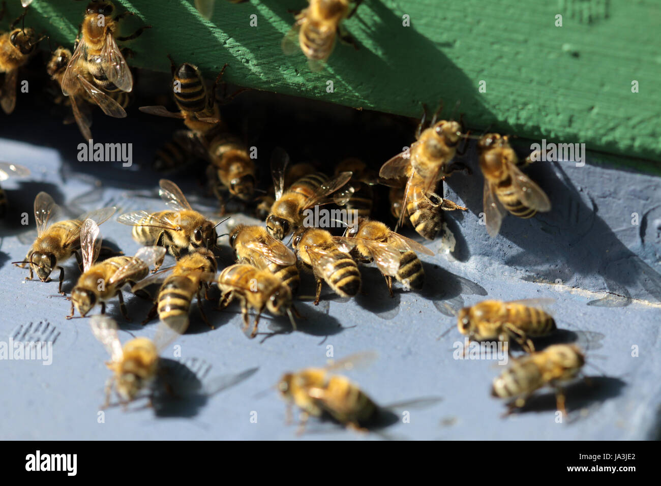 bees, beehive, bee-keeping, hives, apiarist, beekeeper, insects, bees ...
